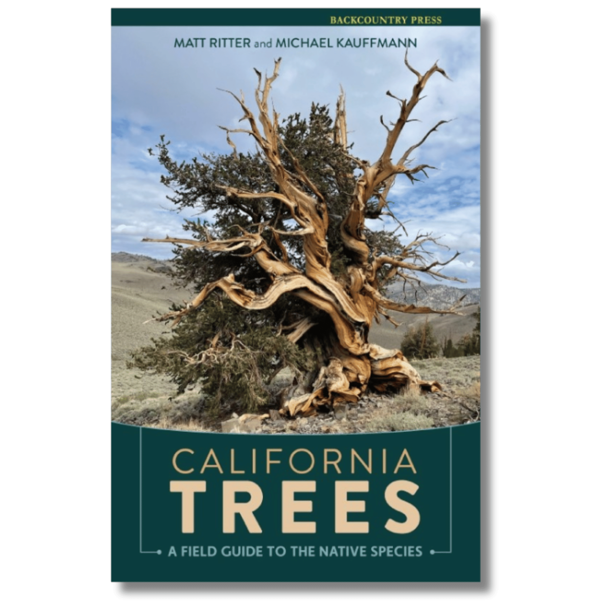 California Native Tree Species California Native Curb Appeal