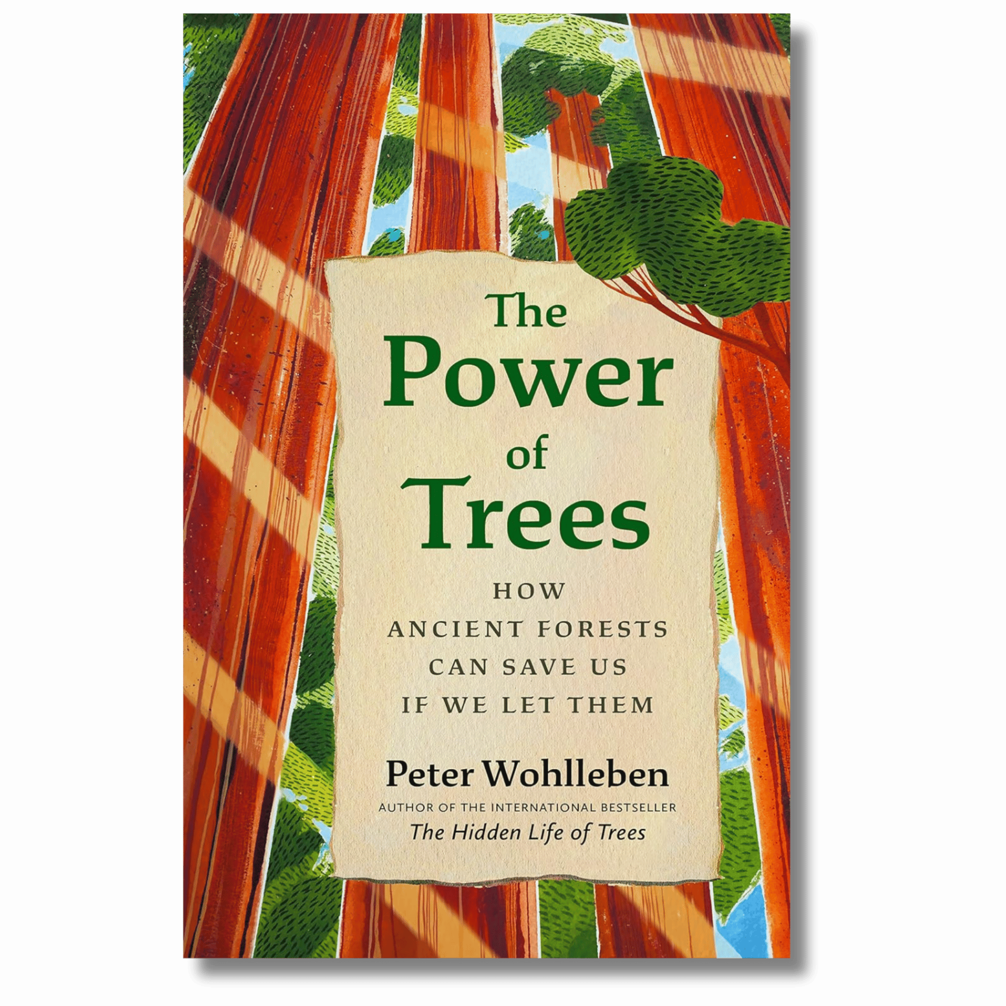 The Power of Trees: How Ancient Forests Can Save Us if We Let Them ...
